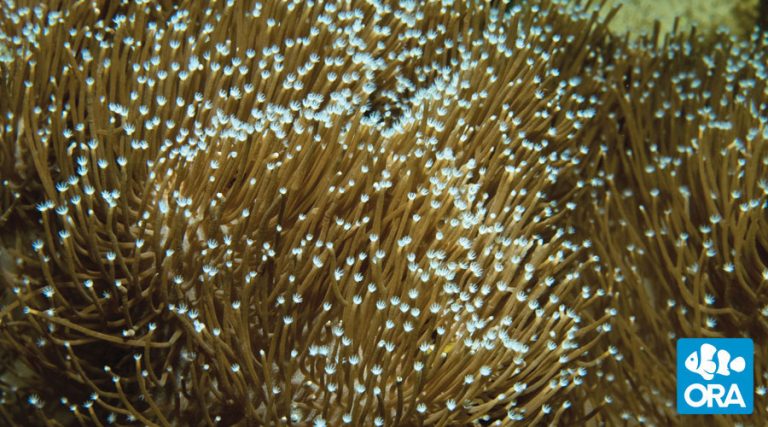 ORA Red Zoanthids | Zoanthus sp. | ORA | Oceans, Reefs & Aquariums