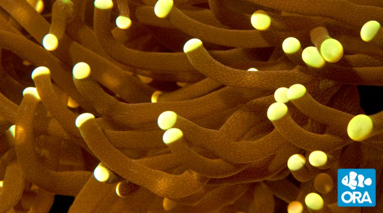 MIMF Yellow Porites | Porites sp.| ORA | Oceans, Reefs & Aquariums