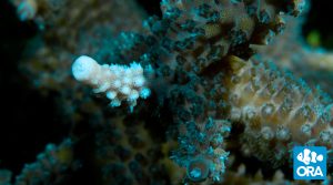 ORA Turquoise Staghorn | Acropora sp. | ORA | Oceans, Reefs & Aquariums