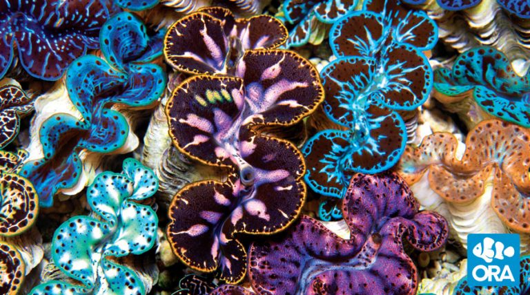 Aquacultured Fish, Corals, Clams Algae & More | ORA | Oceans, Reefs ...