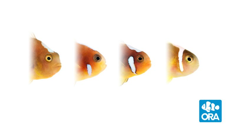 Blue Assessor | Assessor macneilli | ORA | Oceans, Reefs & Aquariums