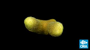 MIMF Yellow Porites | Porites sp.| ORA | Oceans, Reefs & Aquariums