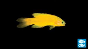 Blue Assessor | Assessor macneilli | ORA | Oceans, Reefs & Aquariums